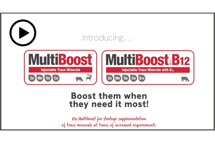 Multiboost™ with B12